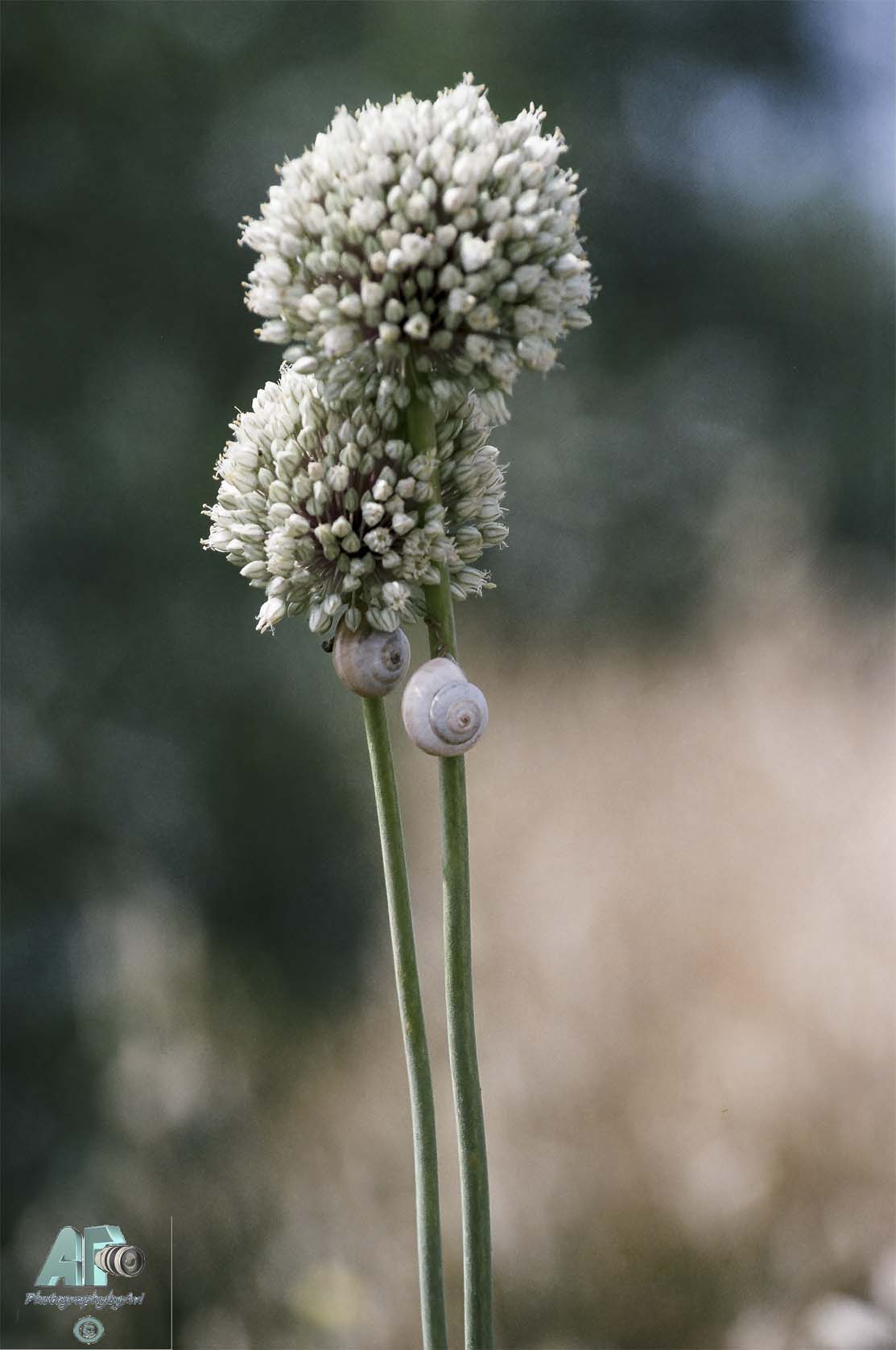 Squill flower | Shutterbug